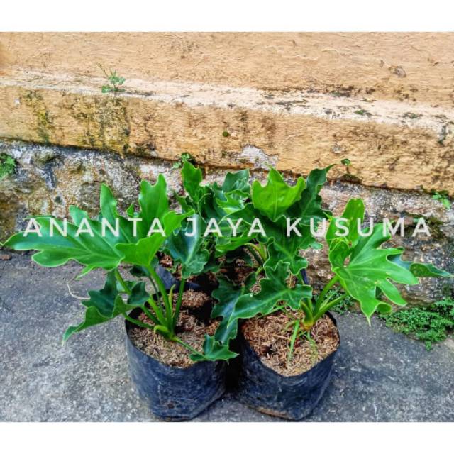 Jual Tanaman Pillodendron Jari (Dendron Jari) | Shopee Indonesia