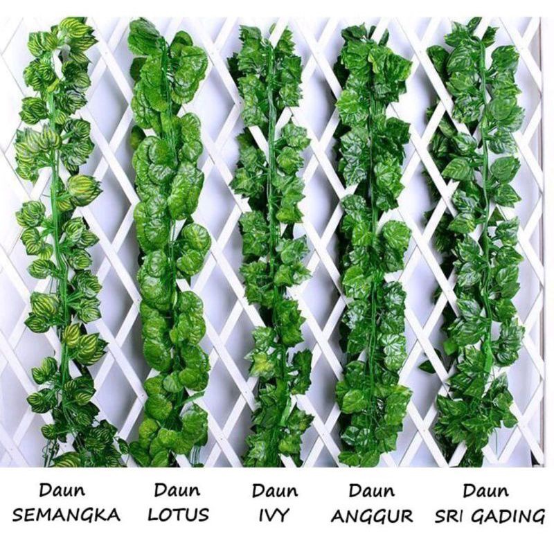 Jual Daun Rambat Sulur daun Ivy daun Srigading daun Anggur daun ...