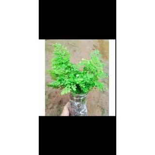 Jual Daun Suplir Terlengkap & Harga Terbaru Juli 2024 | Shopee Indonesia