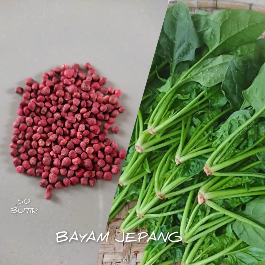Jual 50 BUTIR BIJI/BENIH BAYAM JEPANG GIANT NOBEL | Shopee Indonesia