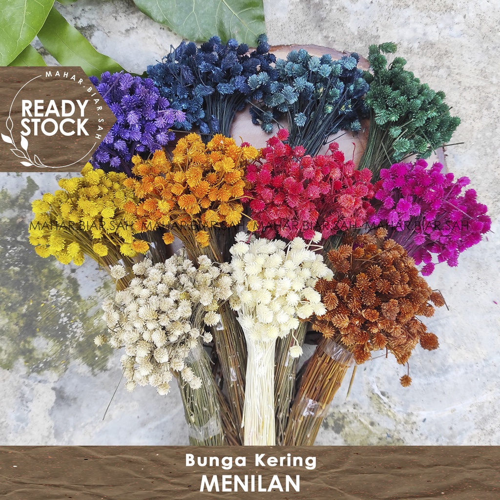 Jual RS 20 gram Bunga Kering Menilan / Printilan / Trinil / Bunga ...