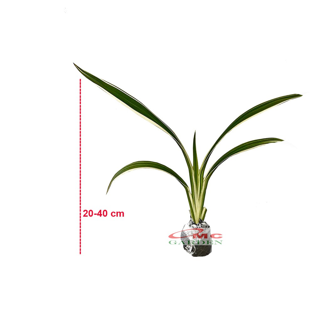 Jual Tanaman Hias Lili Lily Brazil Bordir List Lis LLBRZ | Shopee Indonesia