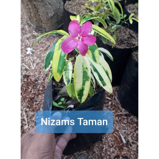 Jual Tanaman Hias Lavenia - Pohon Bunga Lavenia - Tanaman Bunga Ravenia ...