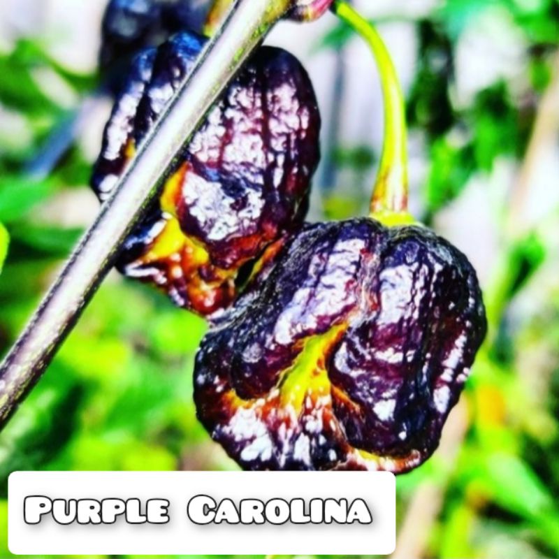 Jual Cabe Carolina Reaper Purple Benih Cabe Terpedas di Dunia | Shopee ...