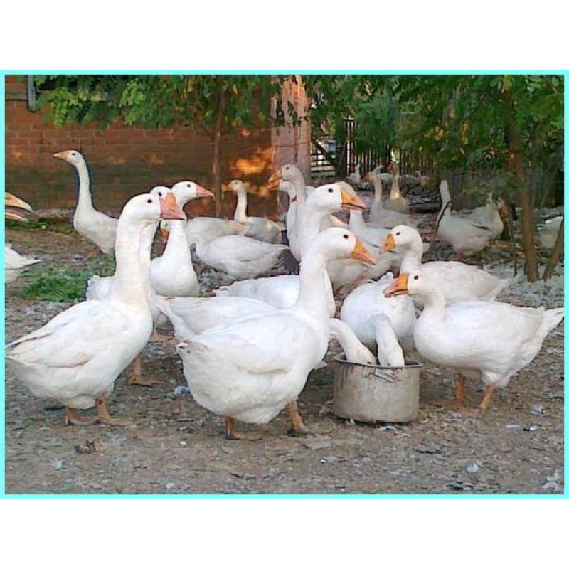 Jual TELUR FERTIL ANGSA SOANG SWAN PUTIH JUMBO UNTUK DI TETASKAN ...