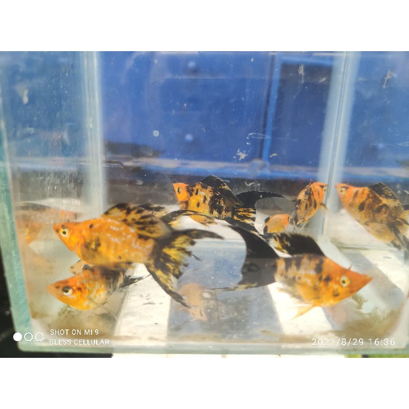 Jual ikan moli molly lyretail cagak cawang | Shopee Indonesia
