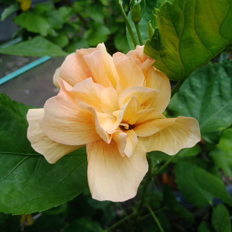 Jual Bunga Sepatu & Hibiscus kuning tumpuk Tanaman hias hidup | Shopee ...