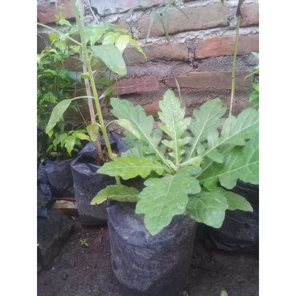 Jual pohon dewa daun dewa samsit herbal | Shopee Indonesia