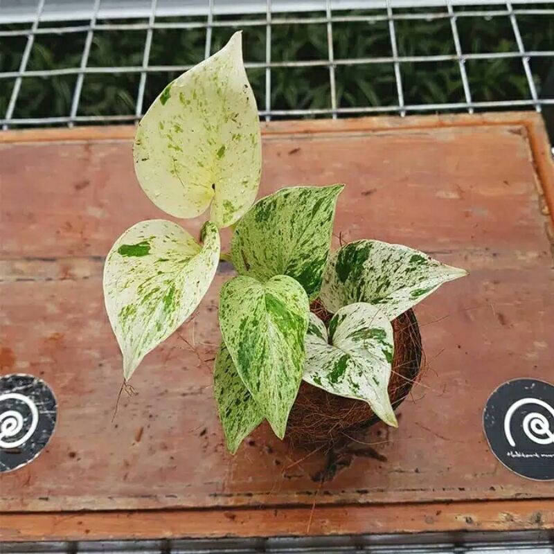 Jual epiprenum aureum/ real picture/marble Queen tanaman hias indoor ...