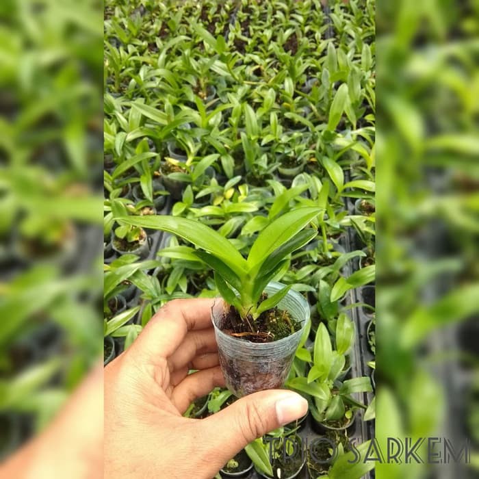 Jual anggrek dendrobium bulat seedling/ aggrek seedling/bibit anggrek ...