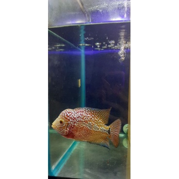 Jual ikan lohan kamfa | Shopee Indonesia