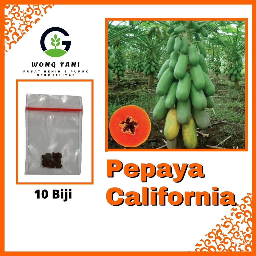 Jual 10 Benih Pepaya CALIFORNIA Unggul Pohon Pendek Daging Tebal Rasa ...