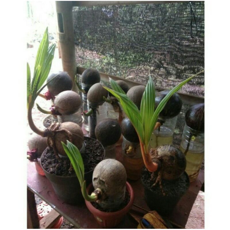 Jual Bahan Bonsai Kelapa - Bonsai Kelapa Gading Kuning Mini - Pohon ... Jual Bahan Bonsai Kelapa - Bonsai Kelapa Gading Kuning Mini - Pohon ...
