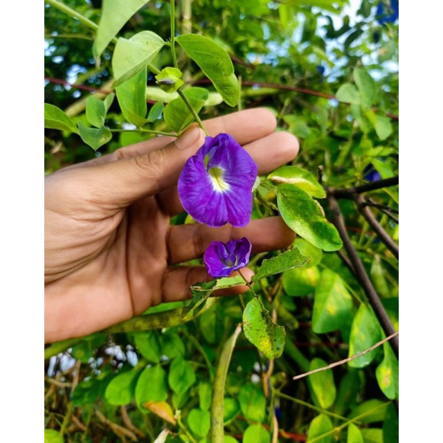 Jual bibit bunga telang /bunga merambat/tanaman hidup | Shopee Indonesia