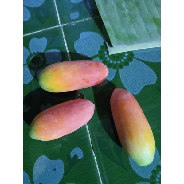 Jual 1 buah coccinia timun padang timun tikus | Shopee Indonesia
