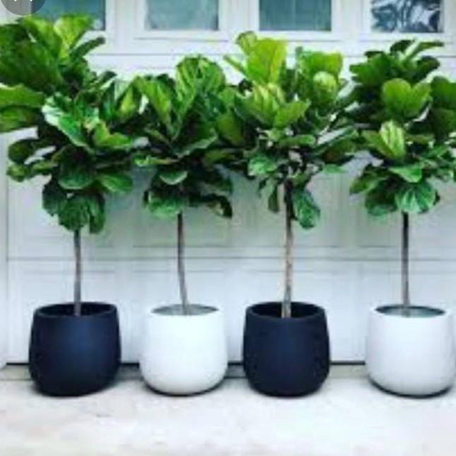 Jual Paket 4 Pohon Ketapang Biola Cantik -Pohon Indoor Ketapang Biola ...