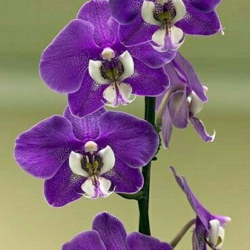 Jual Anggrek Dendrobium purple love-sudah knop/spike-sudah kuncup-siap ...