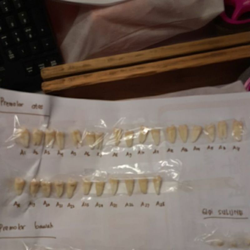 Jual gigi praktikum kedokteran gigi insisivus, caninus, premolar, molar ...