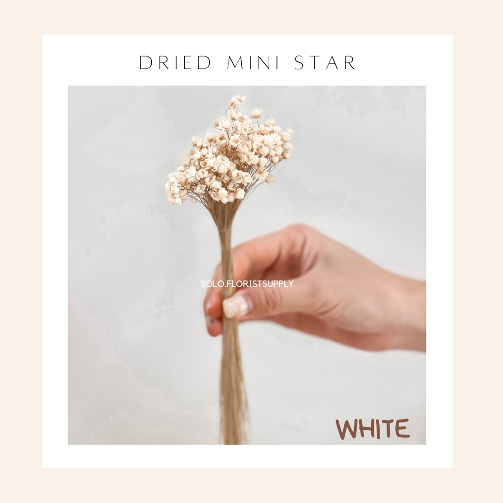 Jual 1 IKAT MINI STAR Bunga Kering Dried Flower GLIXIA Mini Daisy ...