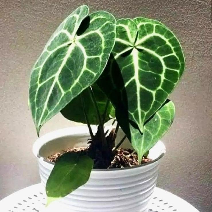 Jual Tanaman Hias Anthurium Kuping Gajah / Bunga Hias Antorium ...