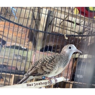 Jual Burung Perkutut Bangkok Terlengkap & Harga Terbaru Agustus 2025 | Shopee Indonesia