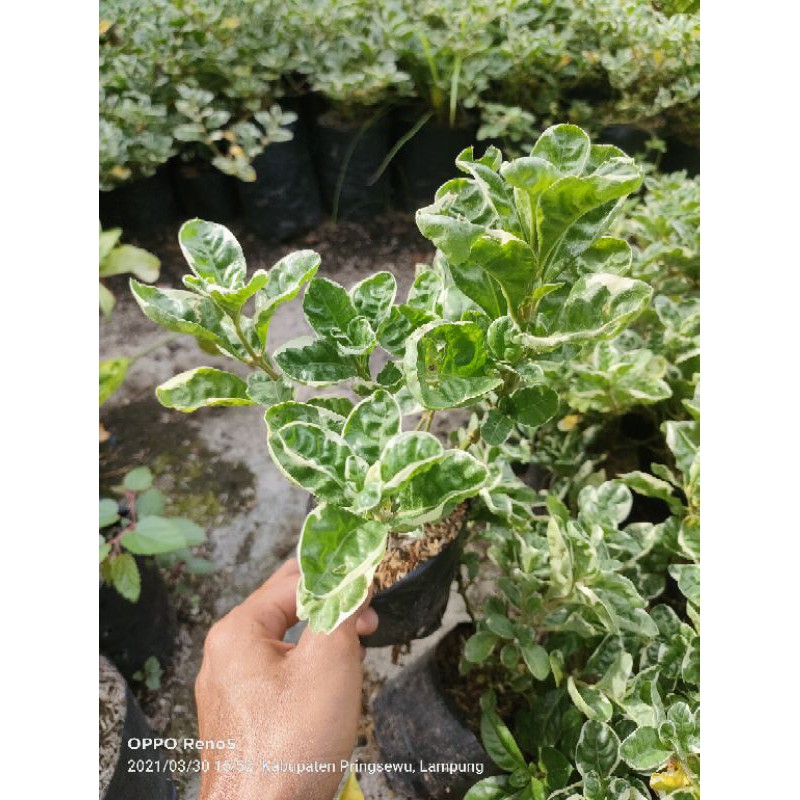 Jual Krokot Merah / Krokot Hijau varigata | Shopee Indonesia