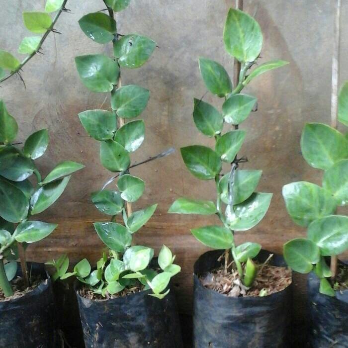 Jual paket 5 tanaman dolar rambat | jual tanaman dolar besar | Shopee ...