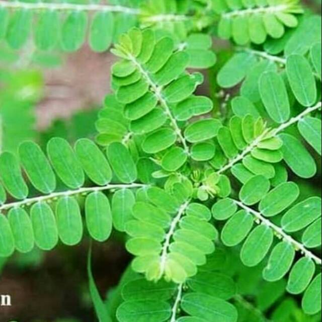 Jual Daun Meniran fresh Phyllanthus urinaria Tanaman Obat Herbal alami ...