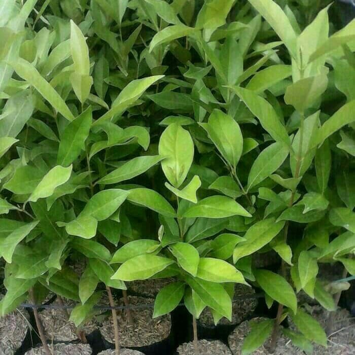Jual Bibit pohon salam koja / temurui / daun kari (15-30 cm) | Shopee ...