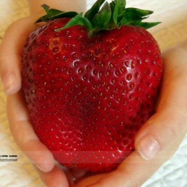 Jual HITZ 2021 Benih Bibit Biji Buah Strawberry Raksasa (Giant ...