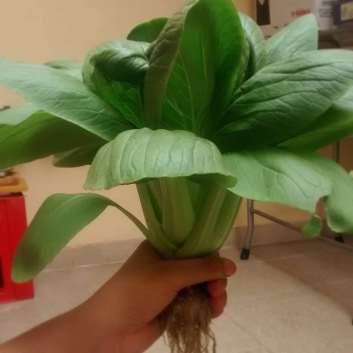 Jual PROMO SALE! Biji Sawi Sendok Pakchoy Hijau - Benih Brassica rapa ...