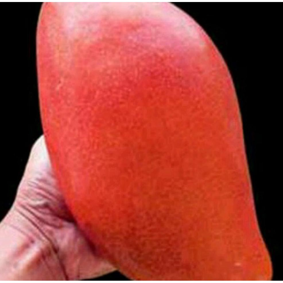 Jual I32 BIBIT TANAMAN BUAH MANGGA EMPEROR S3N4 | Shopee Indonesia