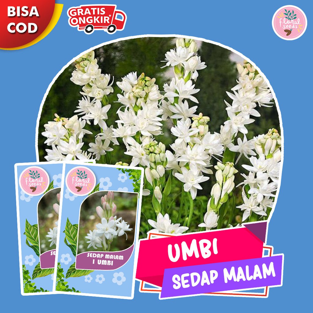 Jual Bibit Benih Tanaman Hias Umbi Bunga Sedap Malam Isi 3pcs | Shopee ...