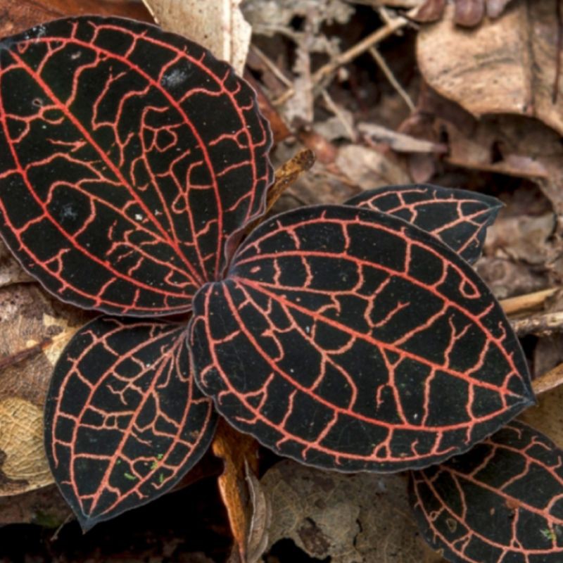 Jual Tanaman Hias Anggrek Langka Anoectochilus setaceus Jewel Orchid ...