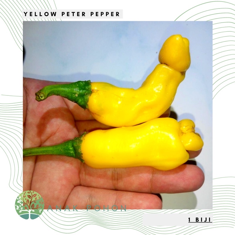 Jual Benih Bibit Biji - Cabai Yellow Peter Pepper Cabe Porno Kuning ...