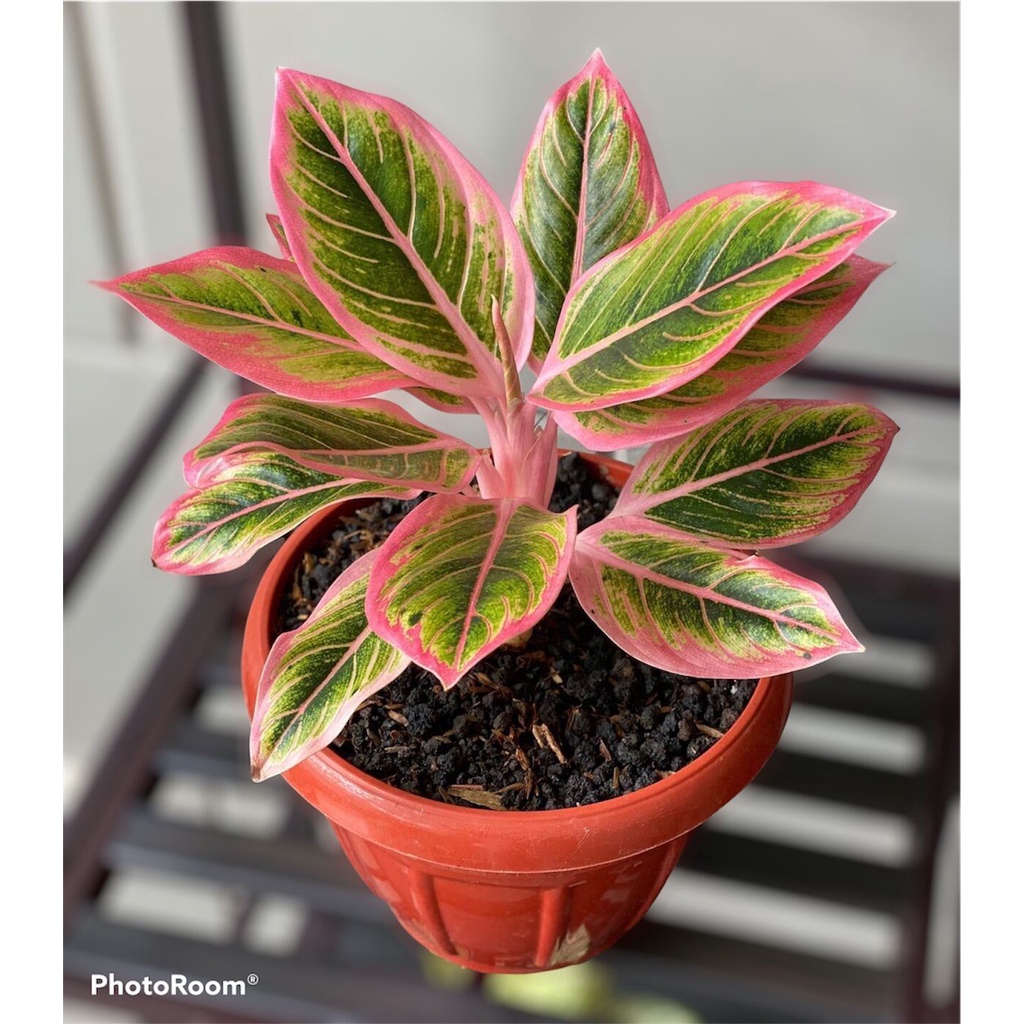 Jual Promo!! Tanaman hias aglonema lipstik pink-tanaman hidup-bunga ...