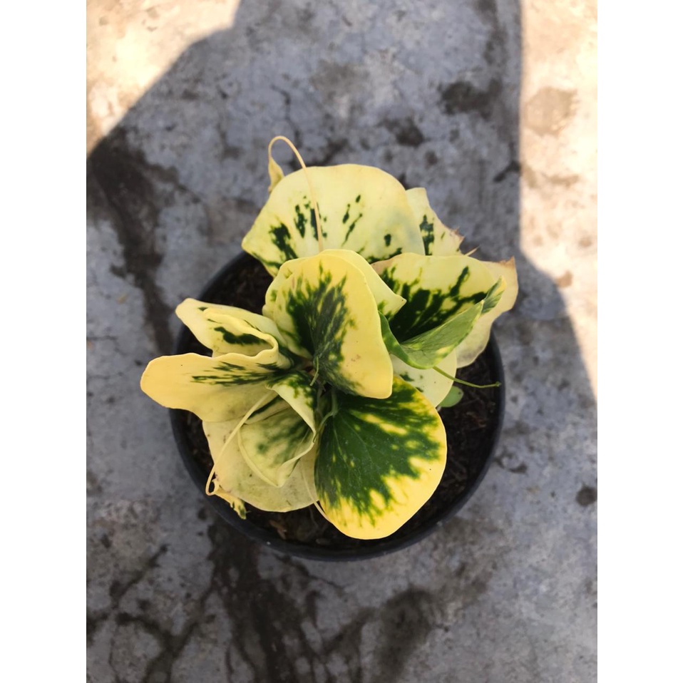 Jual Tanaman hias puring KLENTING KUNING warna daun menor | Shopee ...