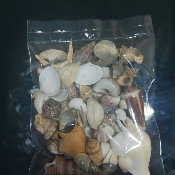Jual Kerang Laut Set Properti Foto Photography Hiasan Rumah Sea Shells 041 | Shopee Indonesia