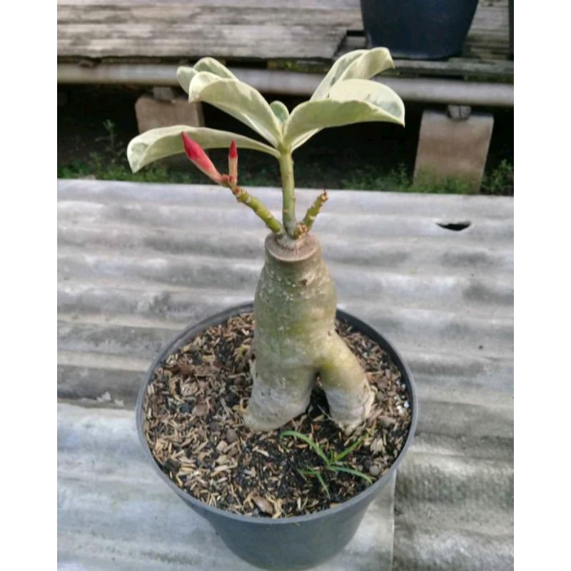 Jual Bunga adenium daun variegata | Shopee Indonesia