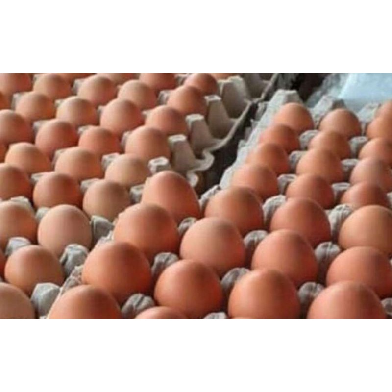 Jual Telur telor ayam negeri 1kg isi antar 15-17 butir | Shopee Indonesia