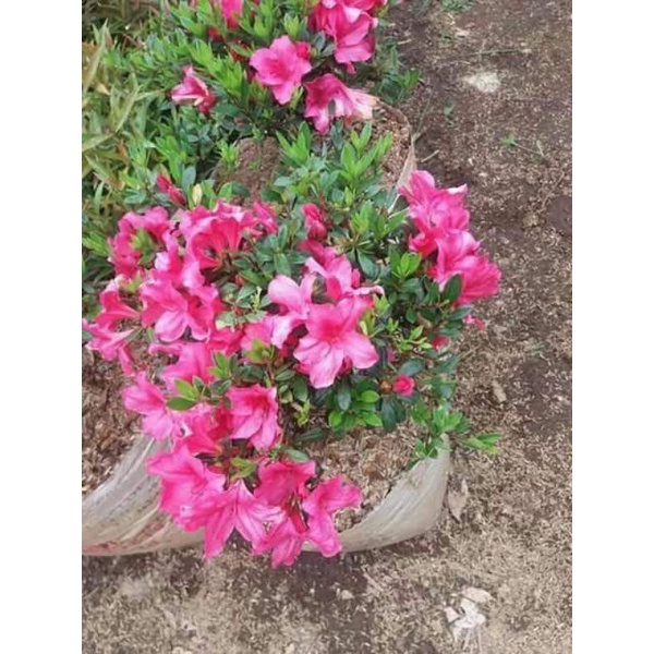Jual BUNGA AZALEA PINK TIPIS | Shopee Indonesia
