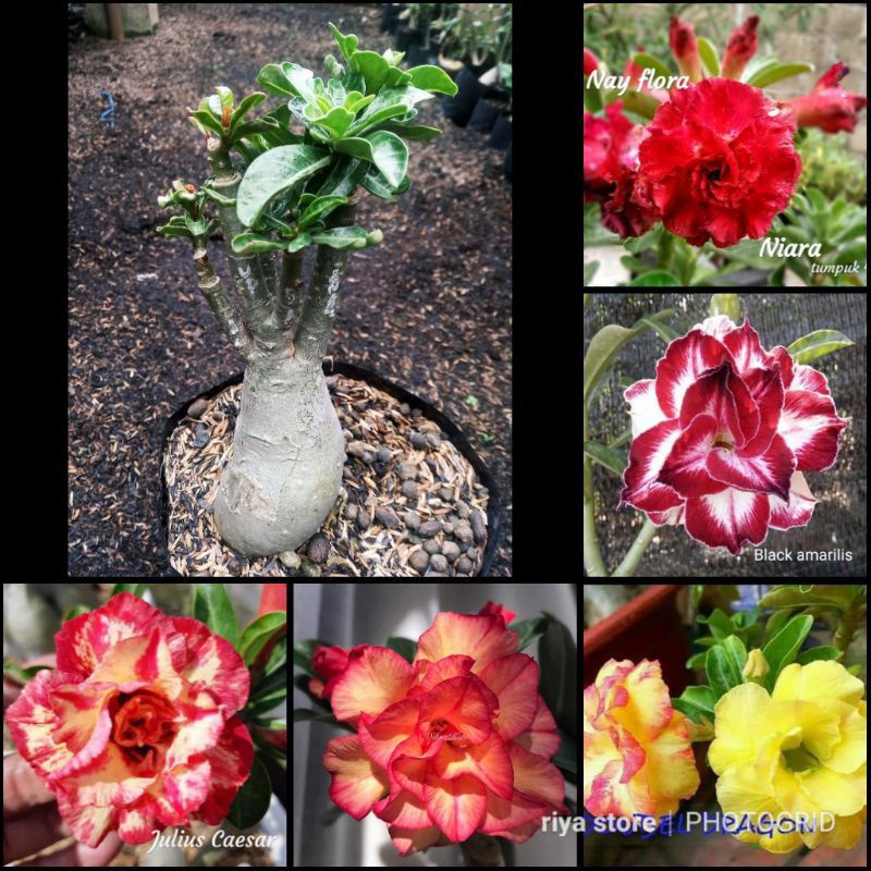 Jual Adenium Bunga Tumpuk 1 Pohon 5 Warna Bunga Berbeda Shopee Indonesia