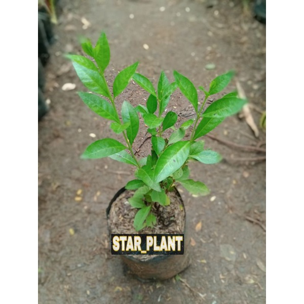 Jual tanaman herbal daun pacar Arab pacar kuku henna | Shopee Indonesia