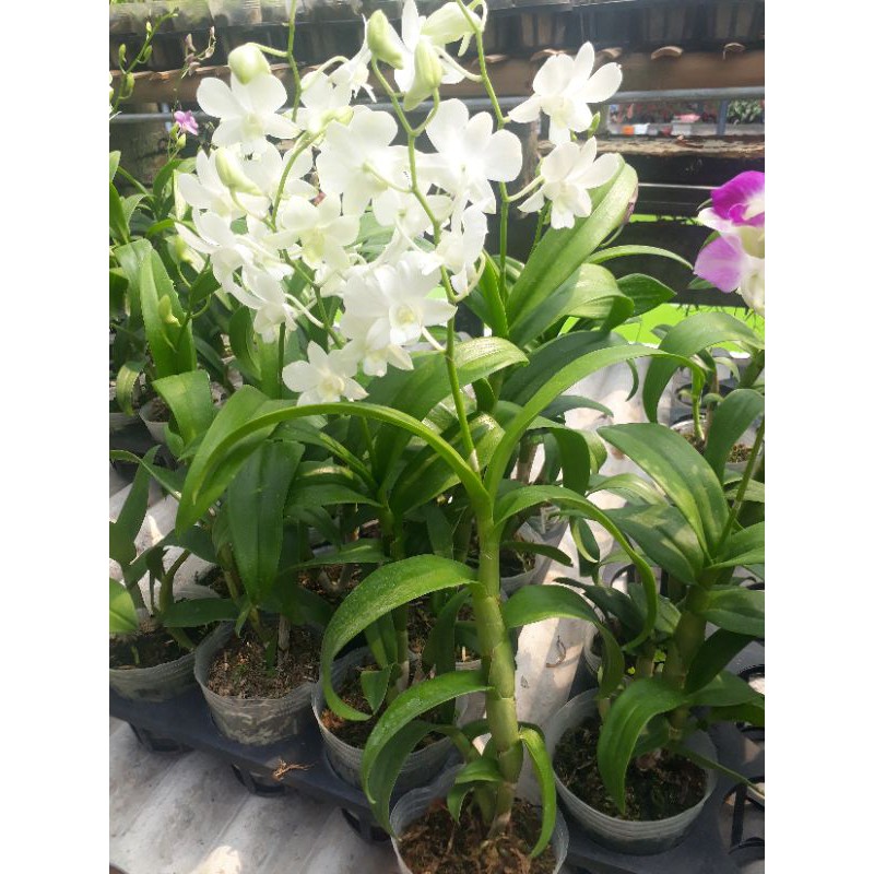 Jual dendro varian putih spike kenop bunga | Shopee Indonesia