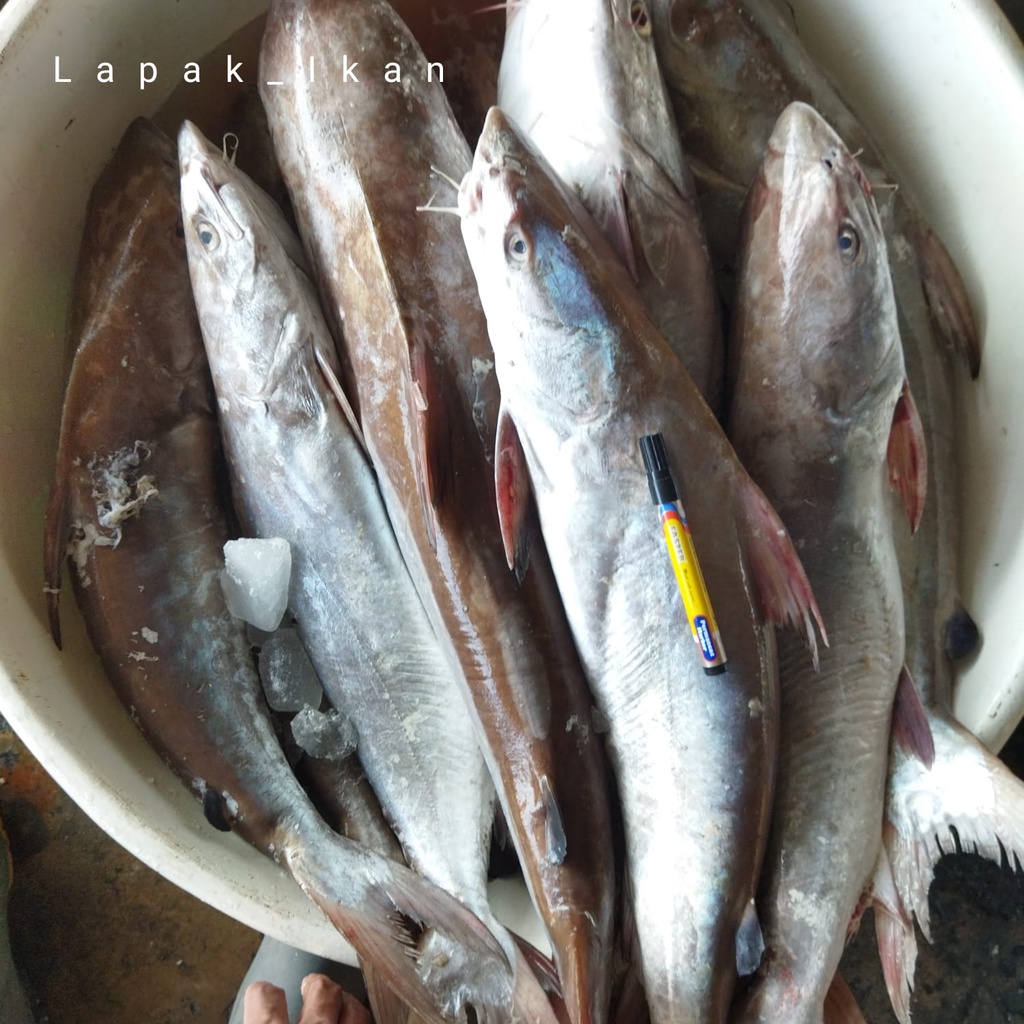 Jual Ikan Jambal Manyung Ekoran Ikan Segar Harian BERGARANSI | Shopee ...