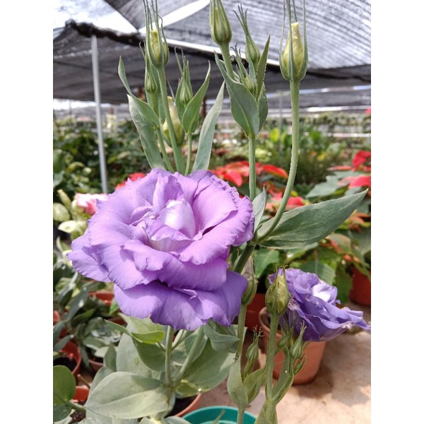 Jual Tanaman bunga lisiantus bervariasi warna | Shopee Indonesia