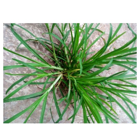 Jual DAUN BELULANG DAUN JAMPANG SEGAR 1KG MURAH OBAT HERBAL OBAT ...