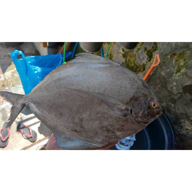 Jual IKAN DORANG HITAM SUPER SEGAR 1KG MURAH | Shopee Indonesia