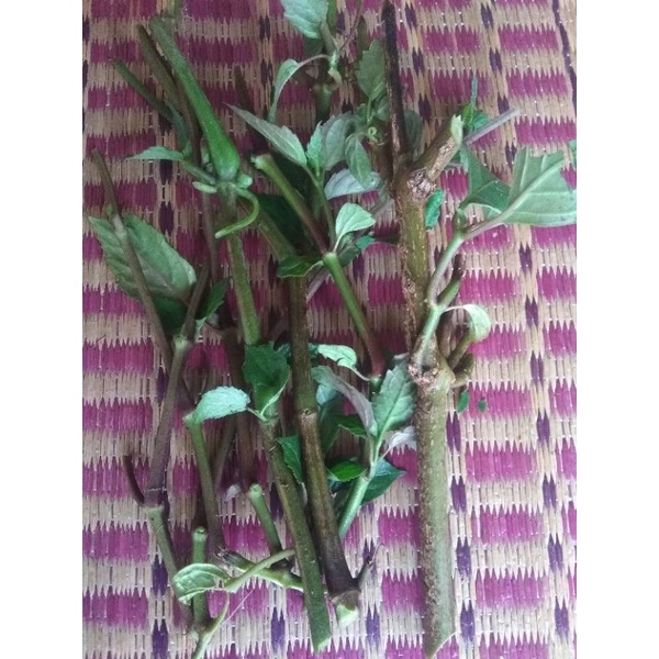 Jual jual sek pohon Nilam per 500gram | Shopee Indonesia Jual jual sek pohon Nilam per 500gram | Shopee Indonesia