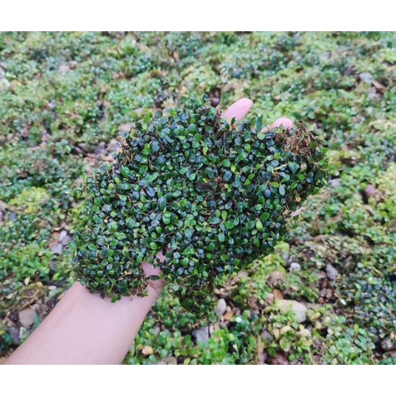 Jual bucephalandra super mini 1000 gram | Shopee Indonesia